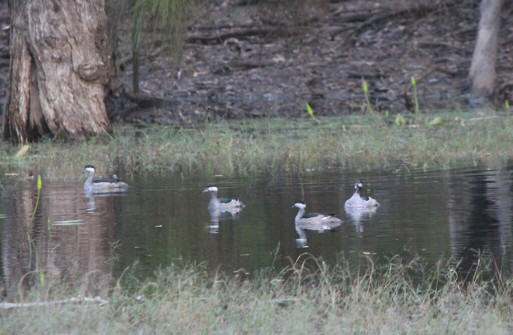Green Pygmy-Goose from Wenlock QLD 4874, Australia on June 12, 2023 at ...