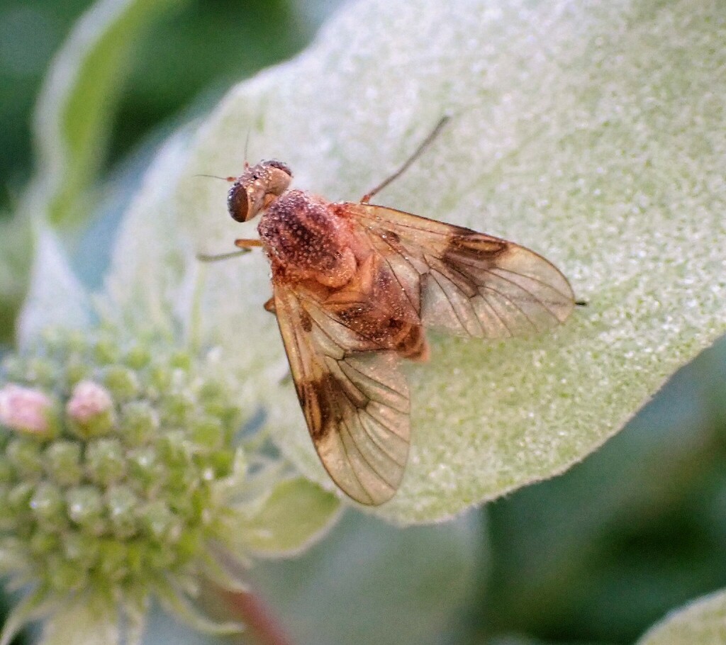 Quadrate Snipe Fly from Chester County, PA, USA on July 18, 2023 at 04: ...
