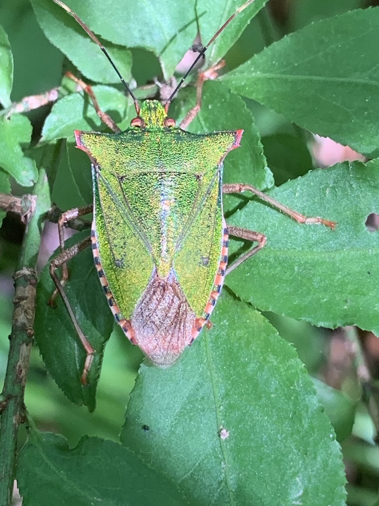 Japanese Stink Bug from 昭和の森公園, 長野市, 長野県, JP on July 17, 2023 at 11:44 ...