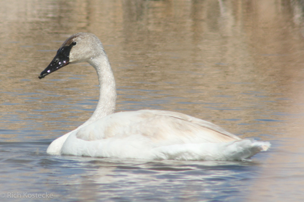 True Swans from Dublin, TX 76446, USA on February 15, 2009 at 01:04 PM ...