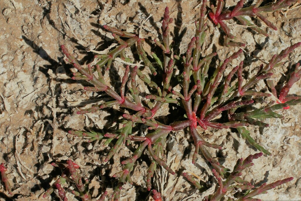 red glasswort from Park County, CO, USA on July 14, 2023 at 11:44 AM by ...