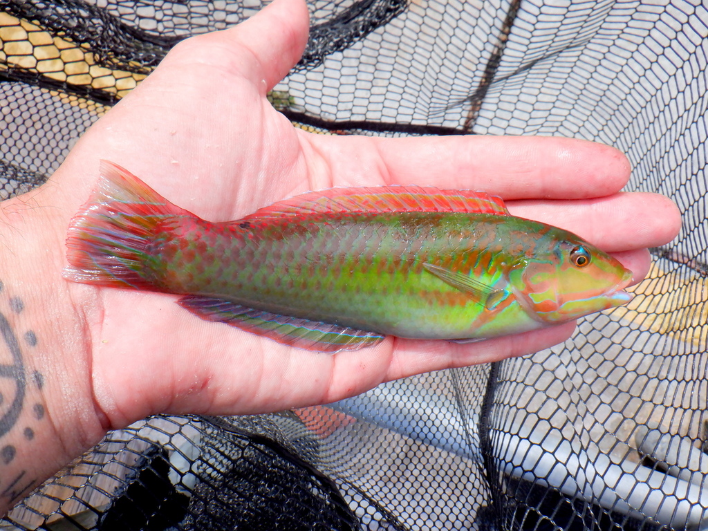 Blackear Wrasse from Pompano Beach, FL, USA on November 3, 2021 at 02: ...