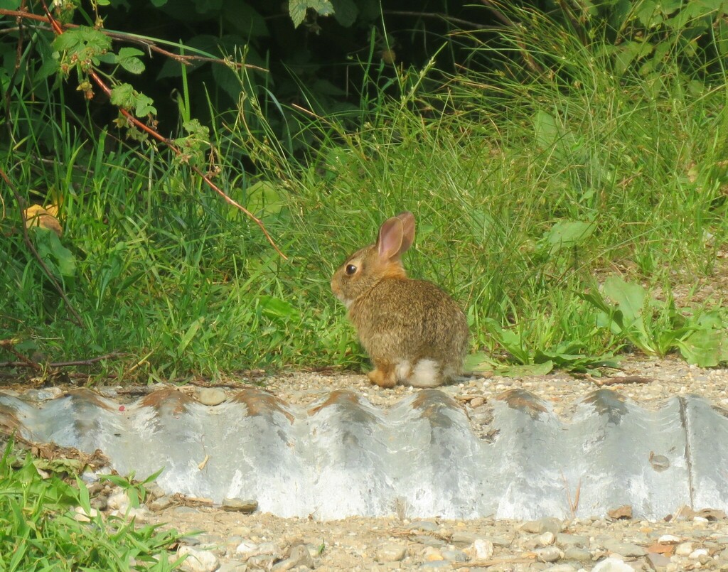 Eastern Cottontail from 338 VT-15, Jericho, VT 05465, USA on July 17 ...