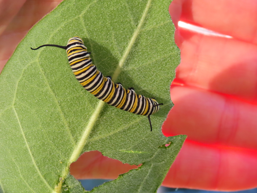 Monarch from Lolo, MT, USA on July 18, 2023 at 07:14 AM by Kelly Dix ...