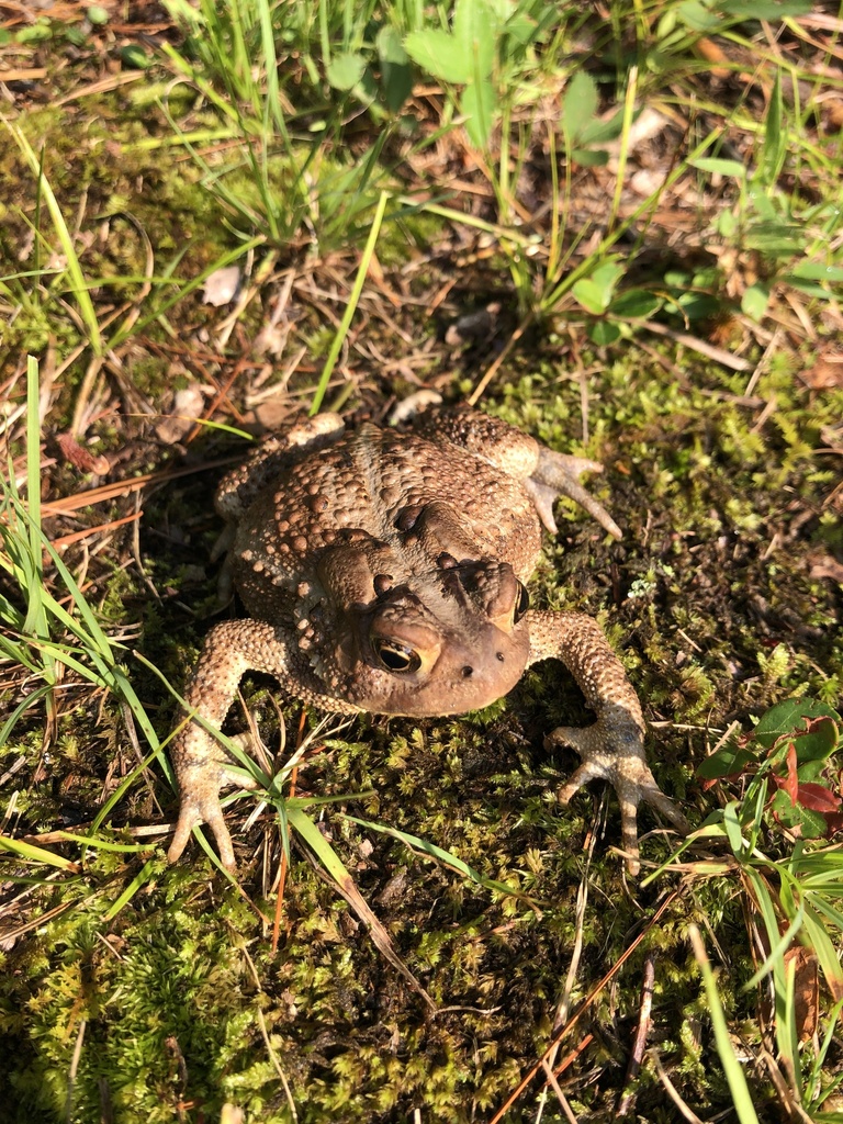 American Toad from Bear Creek Blvd, Bear Creek Township, PA, US on July ...