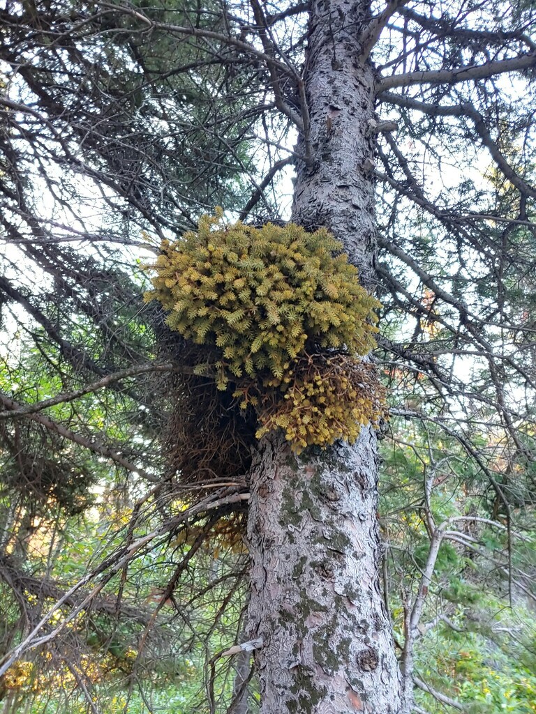 spruce witch's broom rust from Glacier County, MT, USA on July 10, 2023 ...