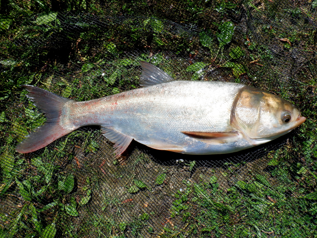 Silver Carp from Monroe County, IN, USA on June 14, 2021 at 11:27 AM by Austin D West · iNaturalist