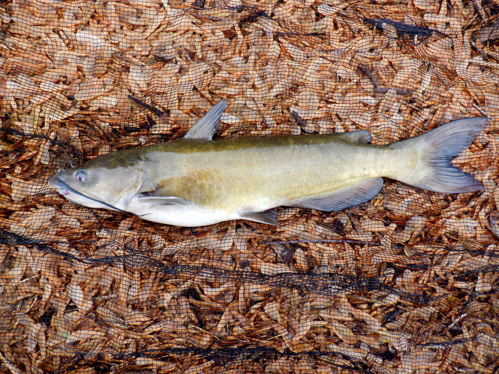 Channel Catfish from Hamilton County, OH, USA on August 9, 2020 at 07: ...
