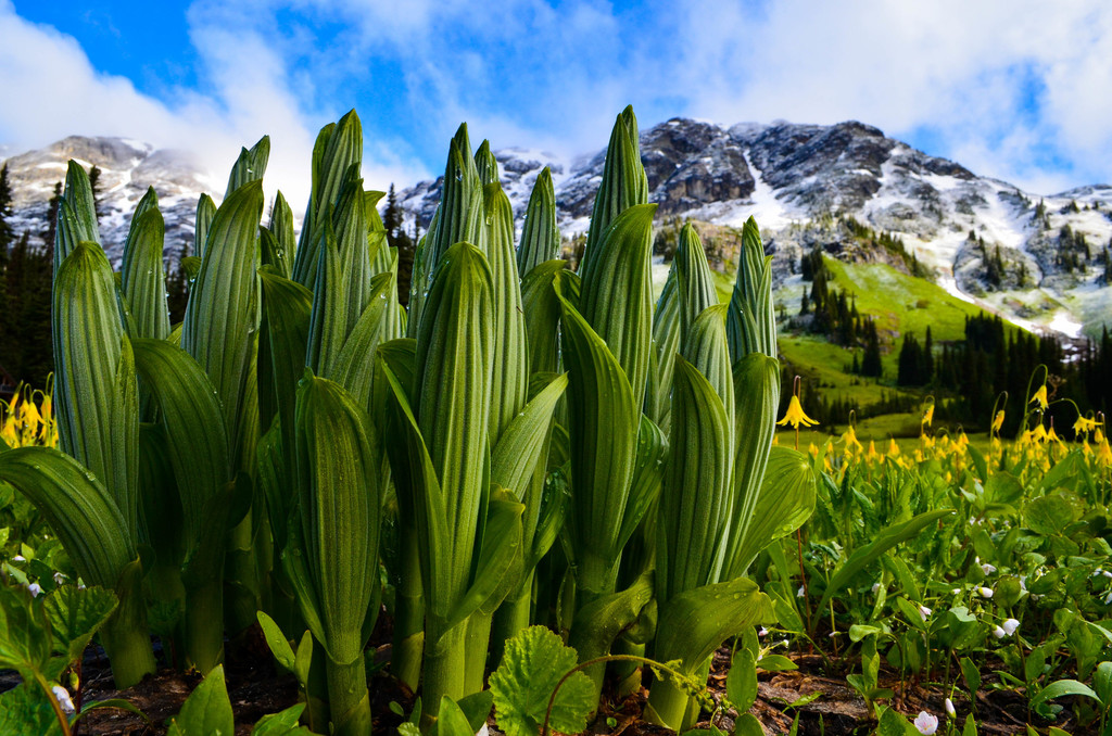green false hellebore (Veratrum viride) - Botanical Realm