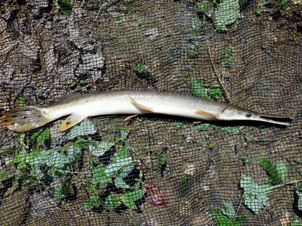 Shortnose Gar from Gibson County, IN, USA on June 22, 2021 at 12:59 PM ...
