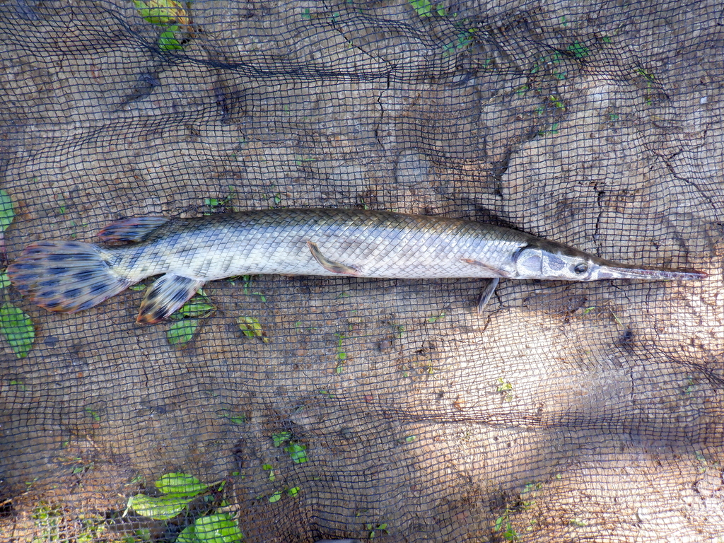 Spotted Gar from Monroe County, IN, USA on June 14, 2021 at 09:24 AM by ...