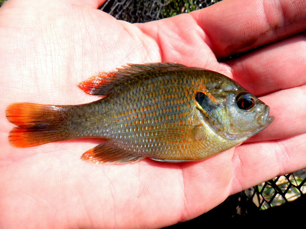 Redspotted Sunfish from Pike County, IN, USA on July 5, 2021 at 10:10 ...