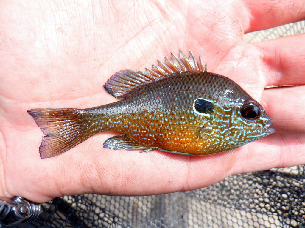 Dollar Sunfish from Charlton County, GA, USA on September 4, 2021 at 01 ...