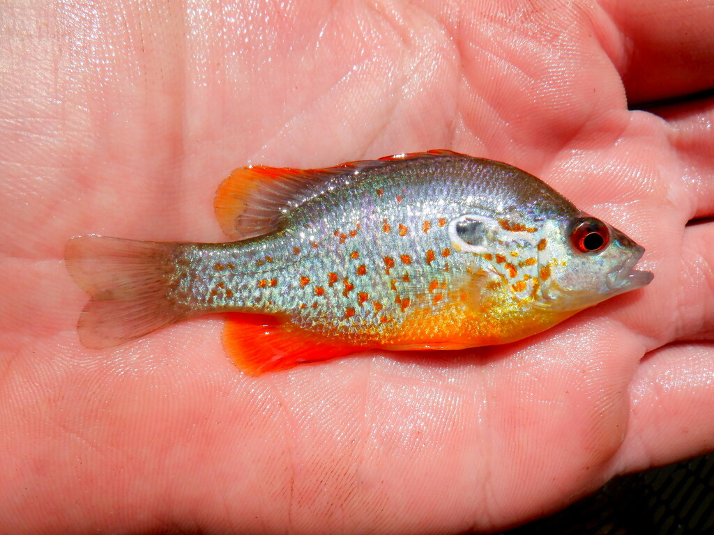 Orangespotted Sunfish from Huntington County, IN, USA on July 29, 2021 ...