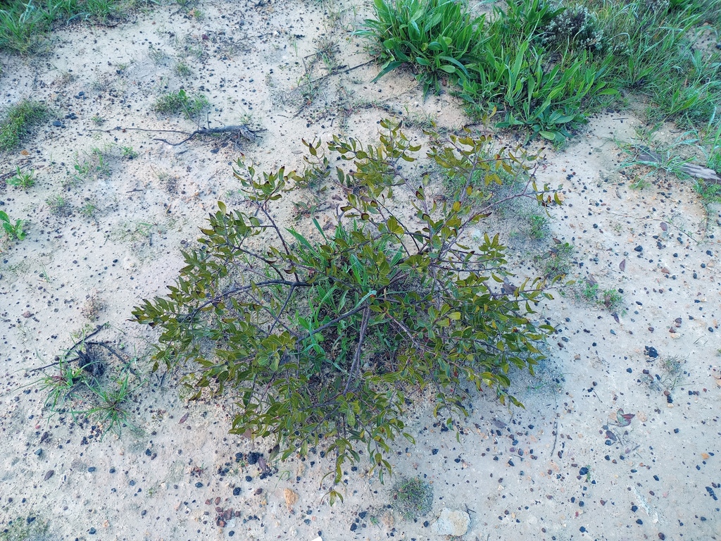 Gwarries from Cape Farms, Cape Town, South Africa on July 18, 2023 at ...