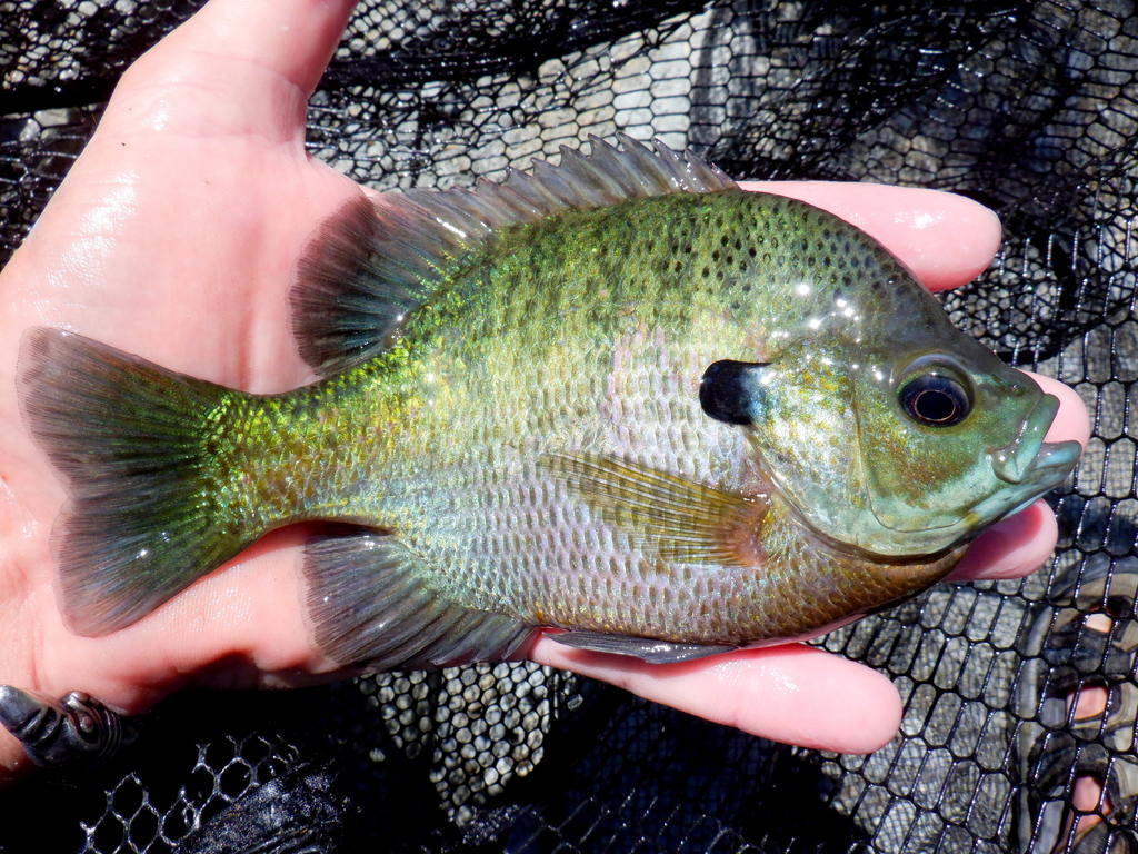 Bluegill from Clinton County, OH, USA on June 4, 2021 at 12:25 PM by ...
