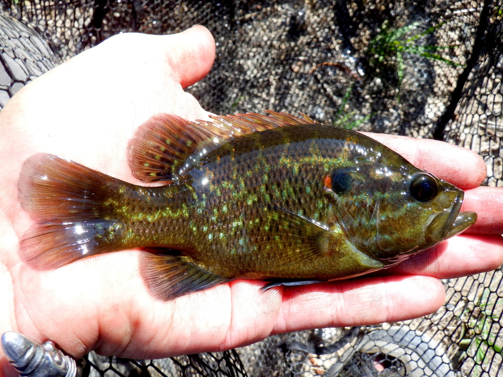 Warmouth (Lepomis gulosus) - Marine Life Identification