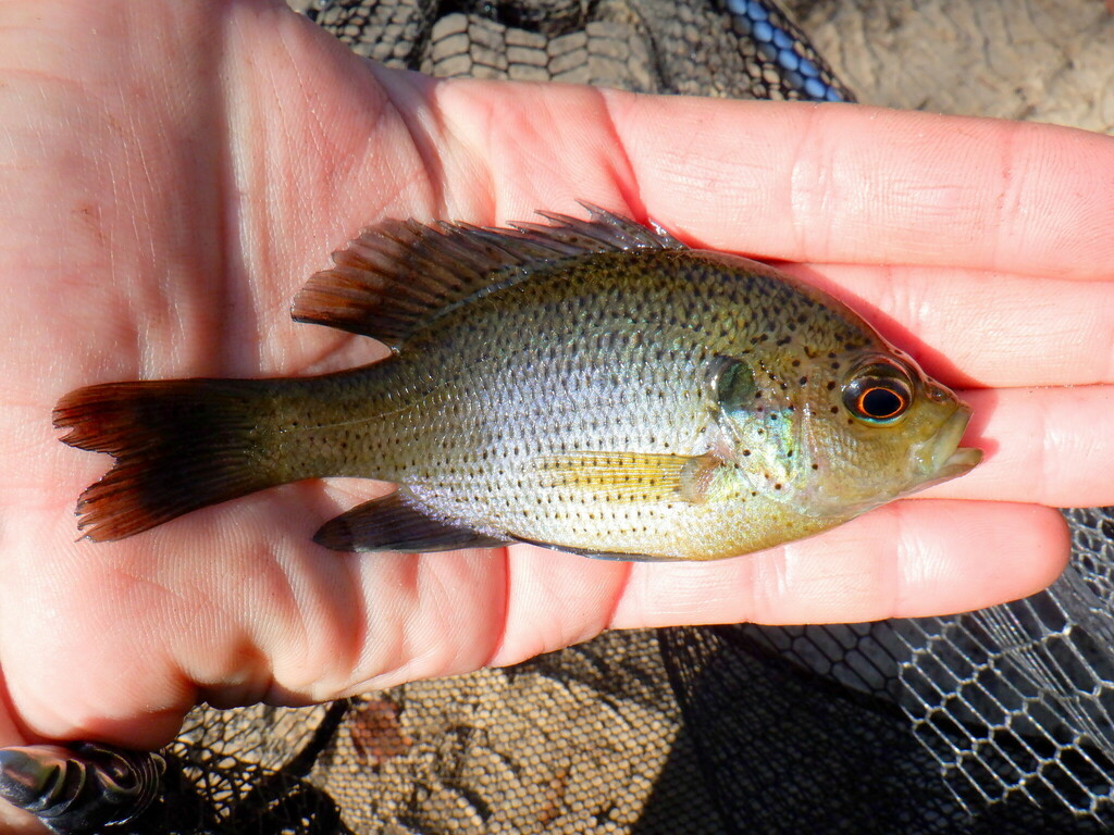 Spotted Sunfish from Charlton County, GA, USA on September 4, 2021 at ...