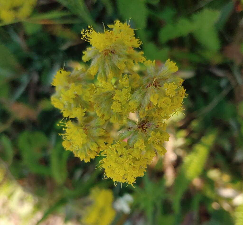alpine golden buckwheat from Glacier County, MT, USA on July 10, 2023 ...