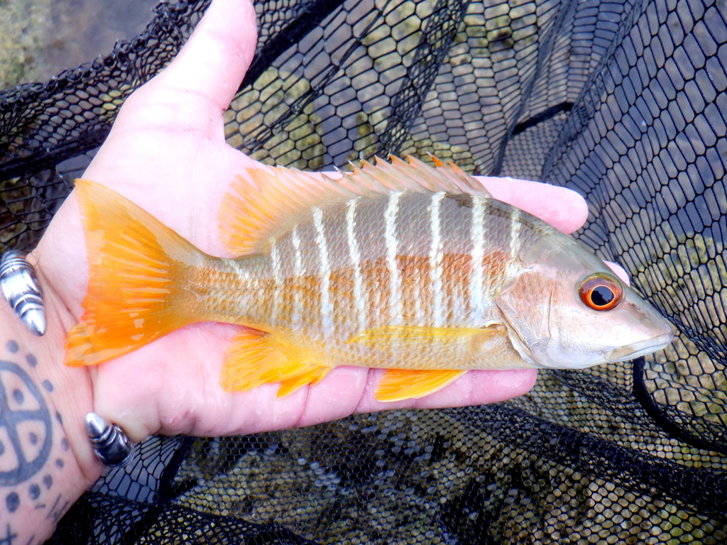 Schoolmaster Snapper from Miami-Dade County, FL, USA on November 5 ...