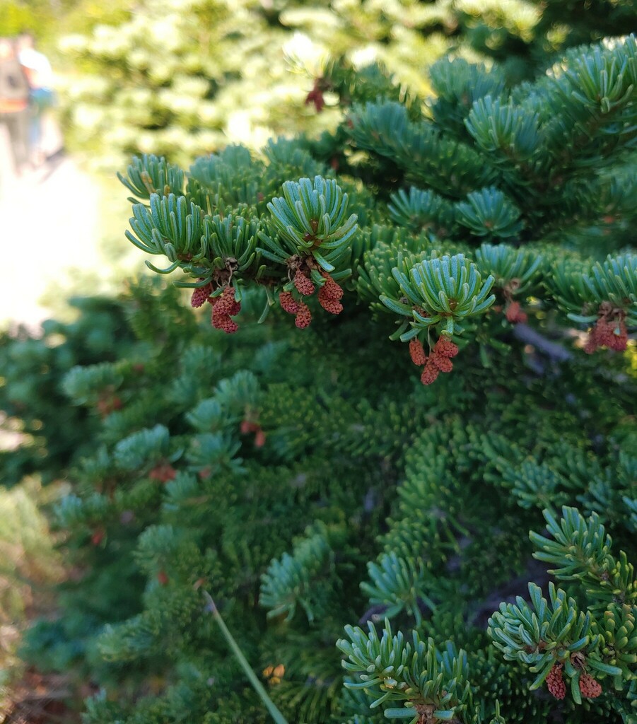 subalpine fir from Glacier County, MT, USA on July 10, 2023 at 07:58 AM ...