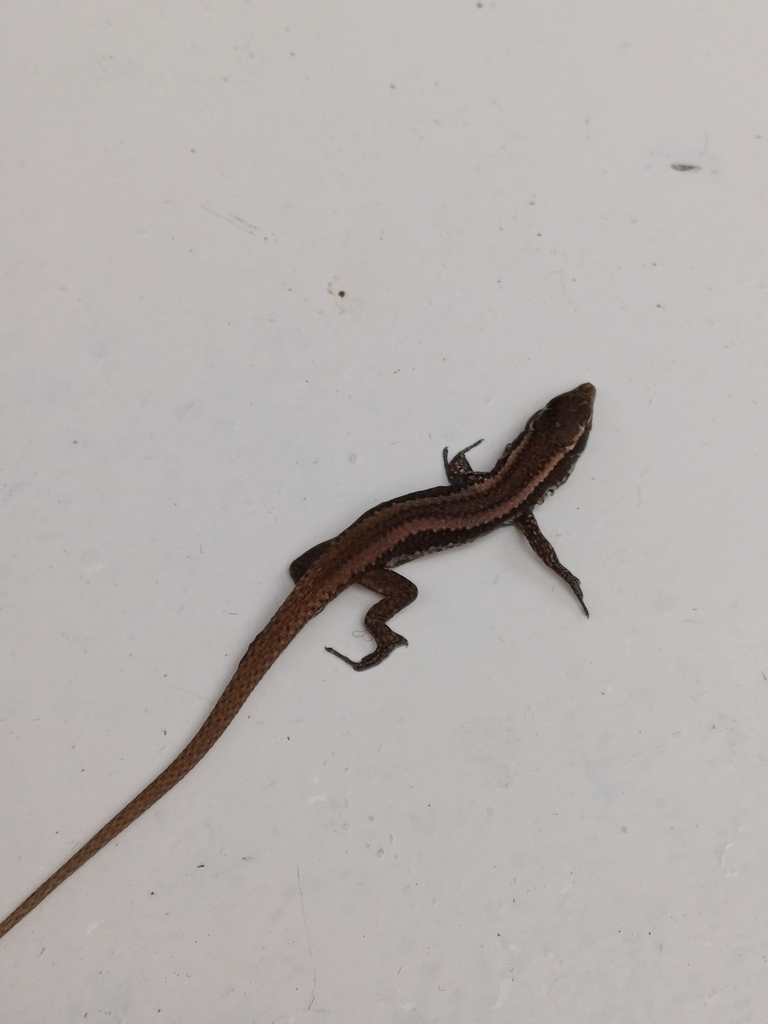 Madeira Lizard (Madeira) from 9240 São Vicente, Portugal on July 17 ...