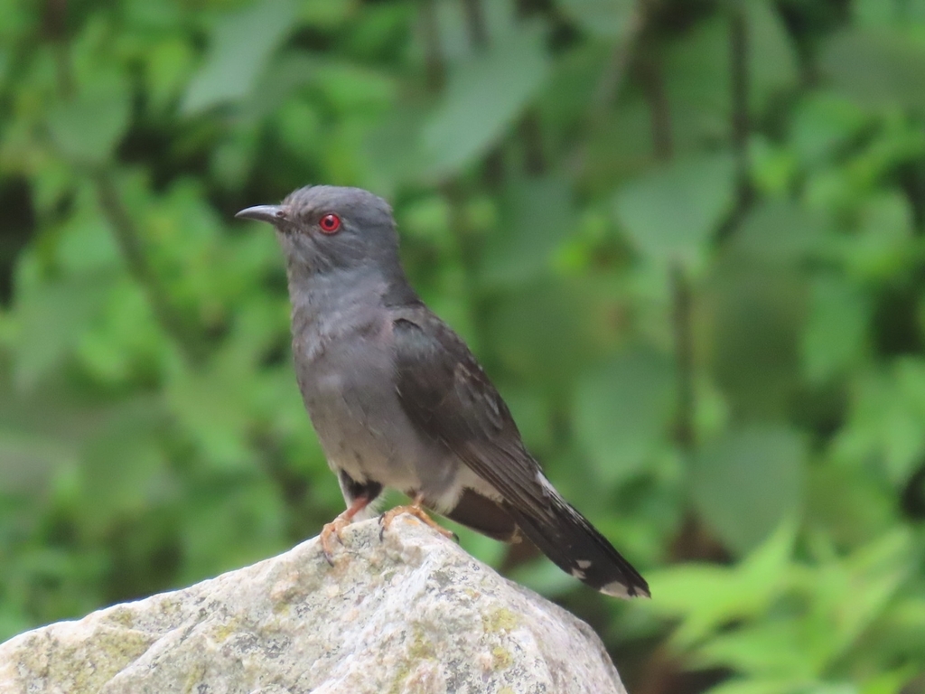 Grey-bellied Cuckoo from Ramgarh on June 27, 2023 at 12:47 PM by Maya ...