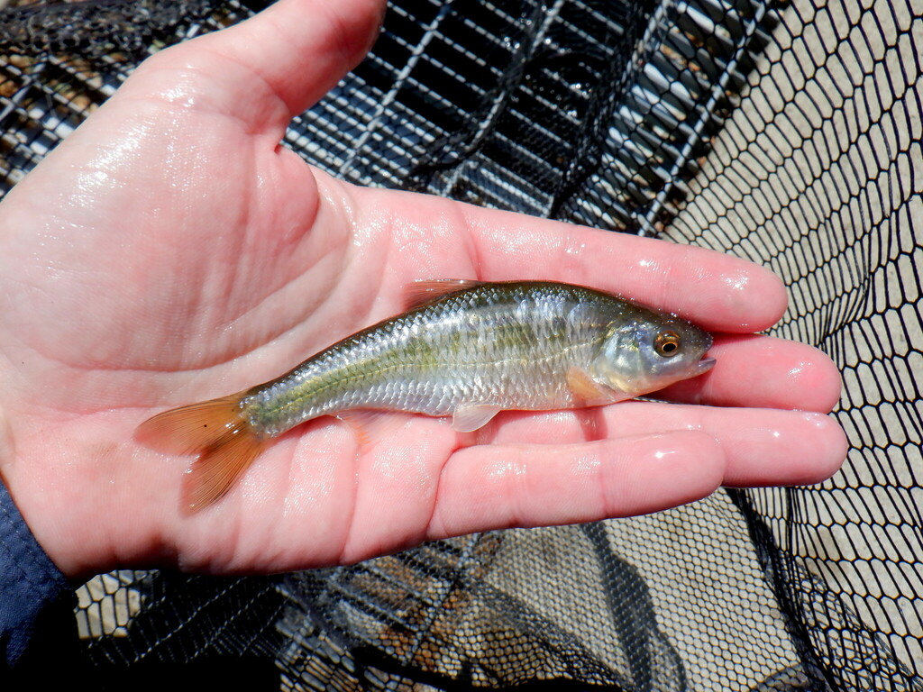 Common Shiner from Wabash County, IN, USA on June 22, 2023 at 12:20 PM ...