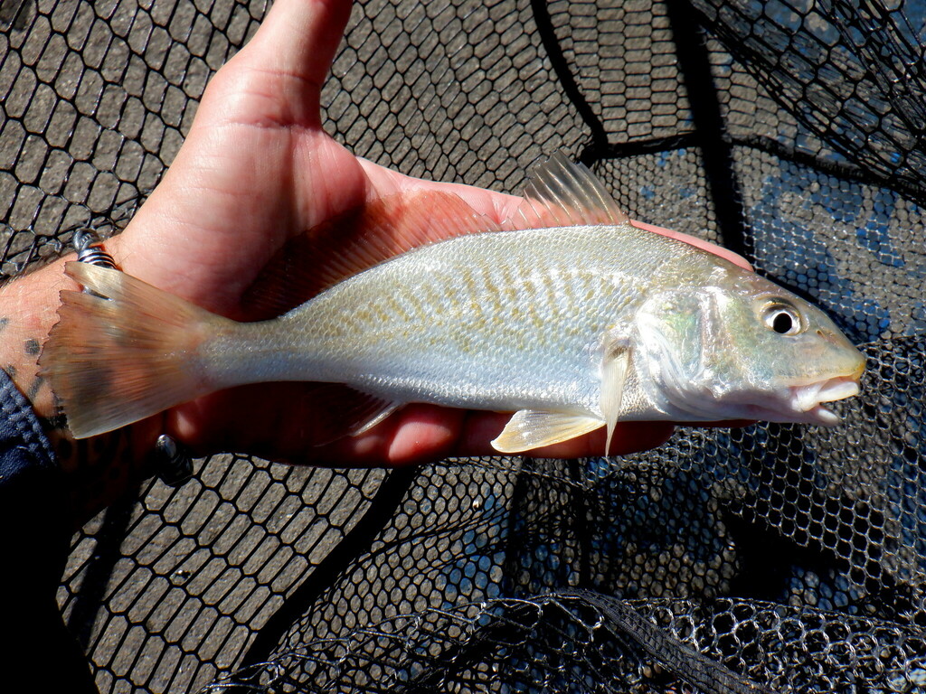 Atlantic Croaker (Micropogonias undulatus) - Marine Life Identification