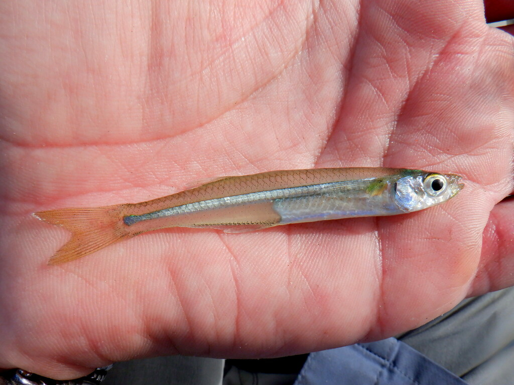 Atlantic Silverside from Barnegat Light, NJ, USA on September 23, 2021 ...