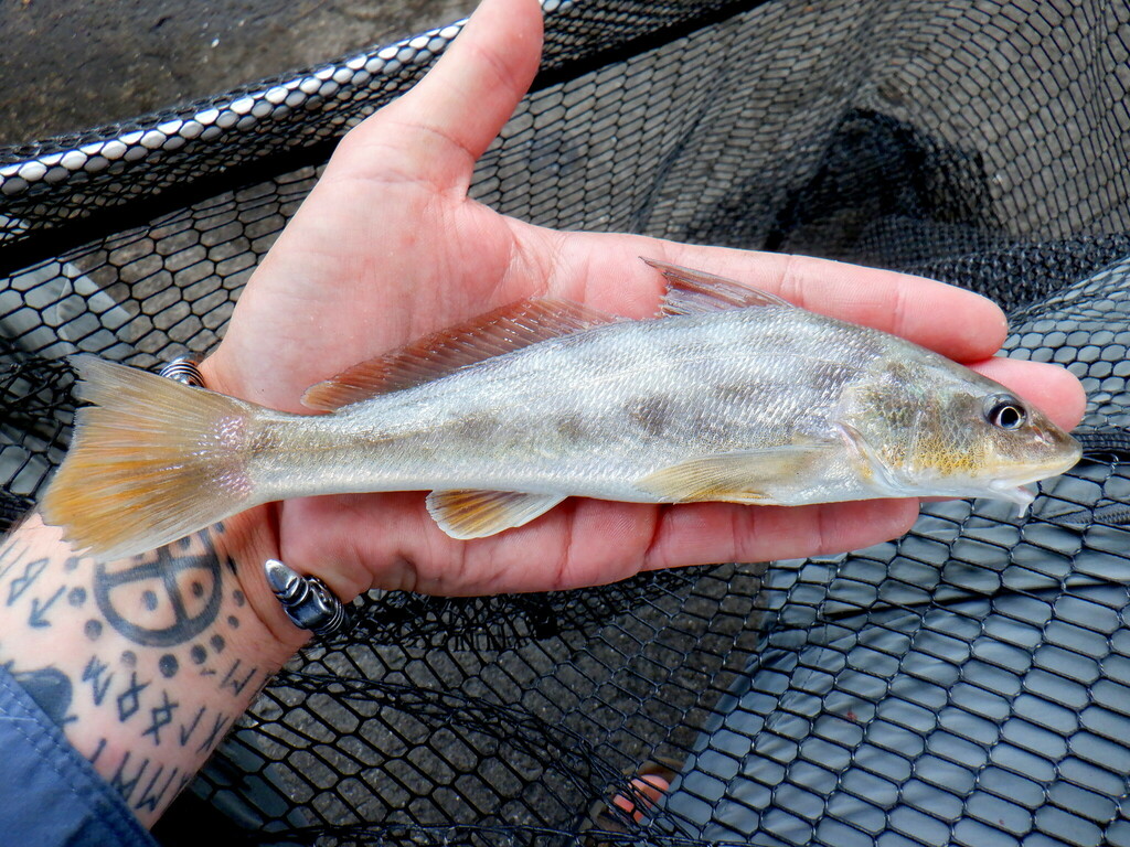 Southern Kingfish from Glynn County, GA, USA on September 3, 2021 at 11 ...