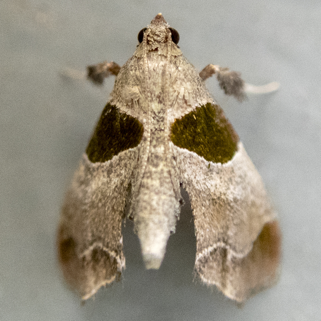 Dimorphic Tosale Moth from Shepard Settlement, Onondaga County, NY, USA ...