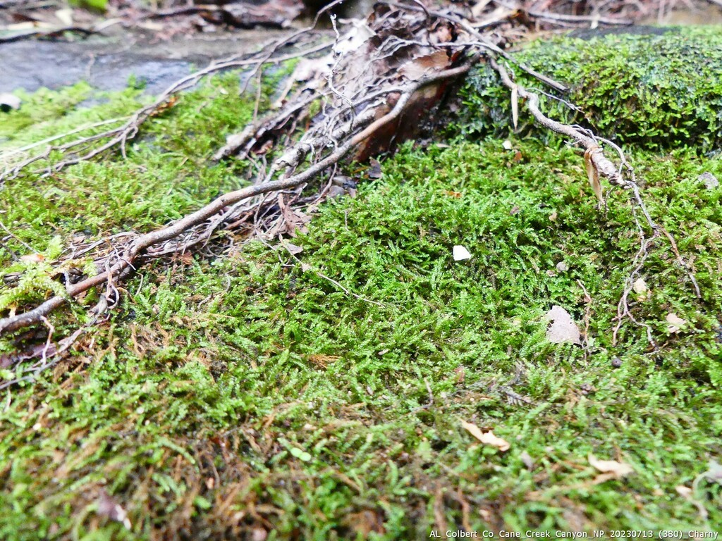 Bordered Brook Moss from Cane Creek Canyon, Colbert County, AL, USA on ...
