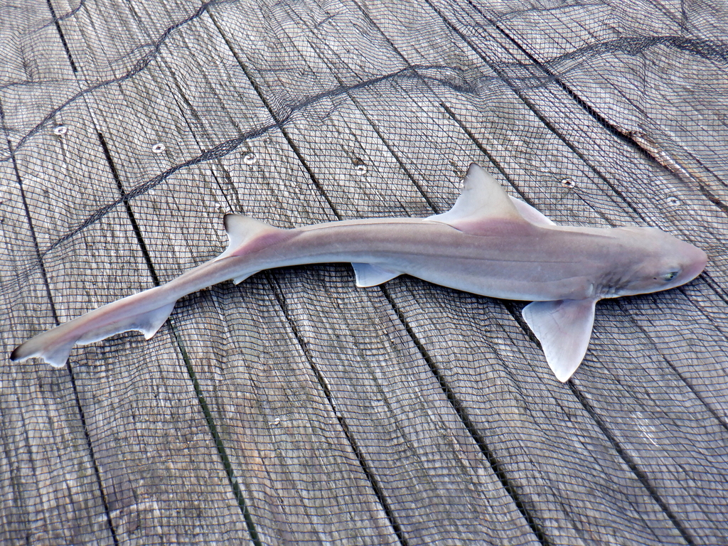 Dusky Smooth-hound in September 2021 by Austin D West · iNaturalist
