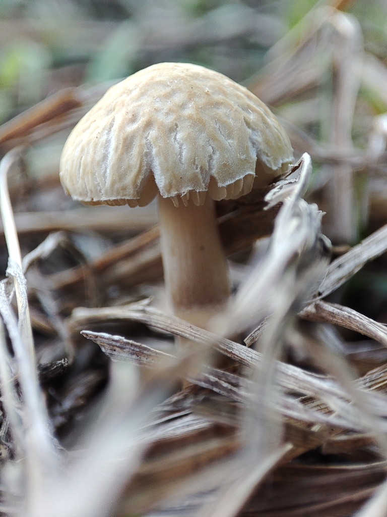 Agrocybe retigera from Bosque La Primavera on July 9, 2023 at 05:55 PM ...