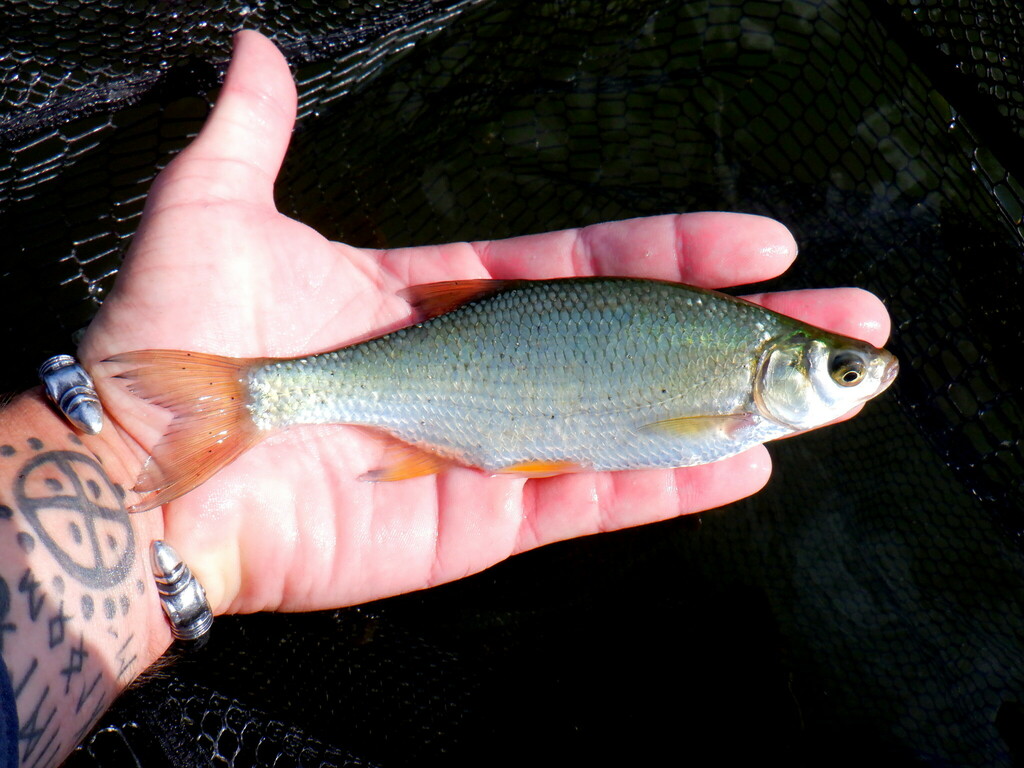 Golden Shiner from Warsaw, IN, USA on August 16, 2021 at 09:43 AM by ...