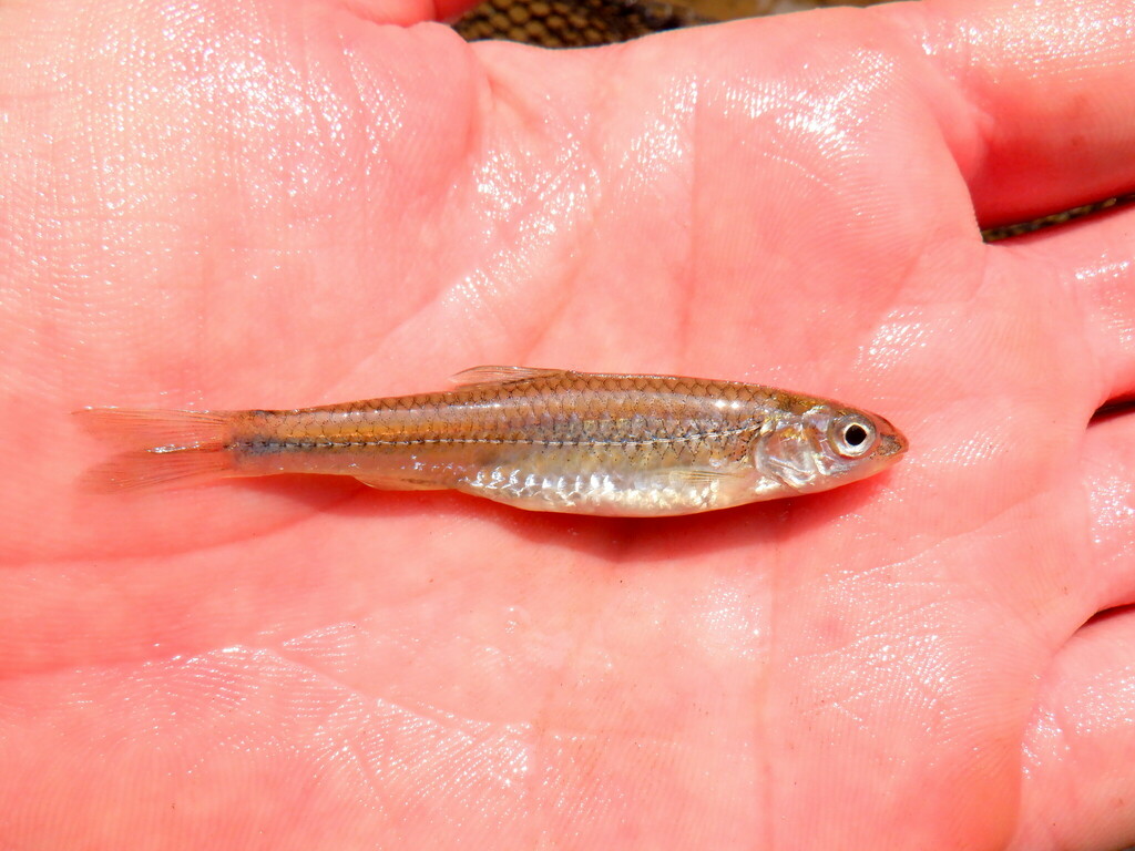 Sand Shiner from Fairfield, OH, USA on July 19, 2021 at 02:33 PM by ...