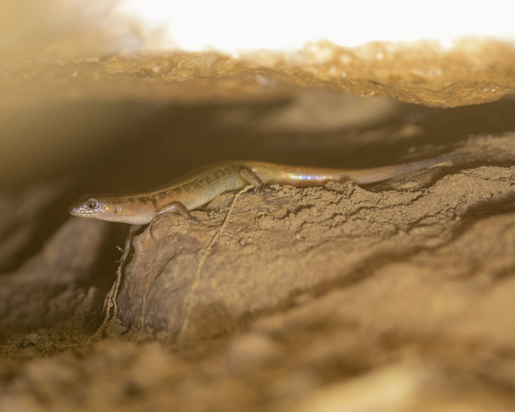 Black Ground Skink from Thap Kung, Nong Saeng District, Udon Thani ...