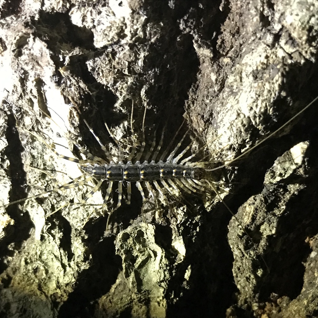 Japanese House Centipede from Yayoicho, Tokorozawa, Saitama, JP on July ...