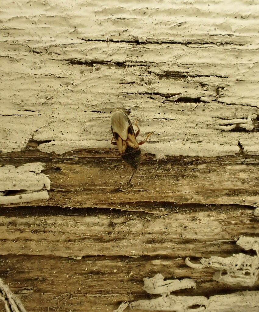 Chinch Bugs from Douglasdale, Calgary, AB T2Z, Canada on May 12, 2023 ...