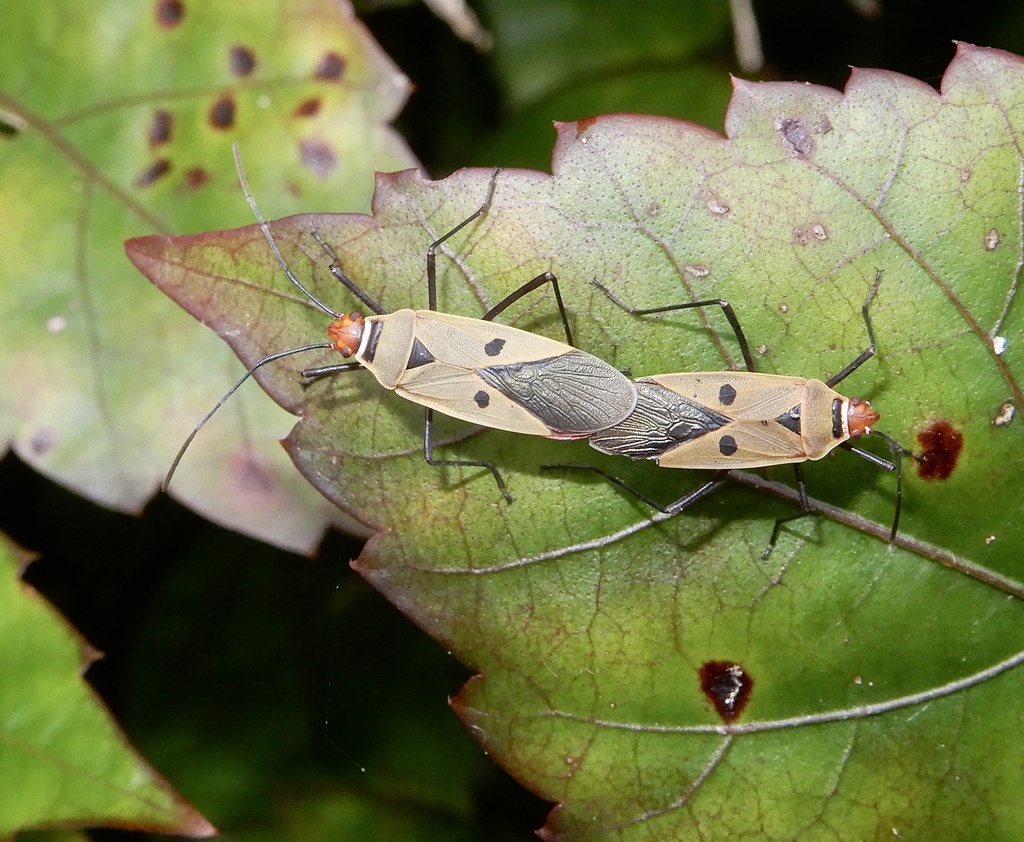 Dysdercus similis from Udumbanchola, Idukki, KL, IN on July 14, 2023 at ...