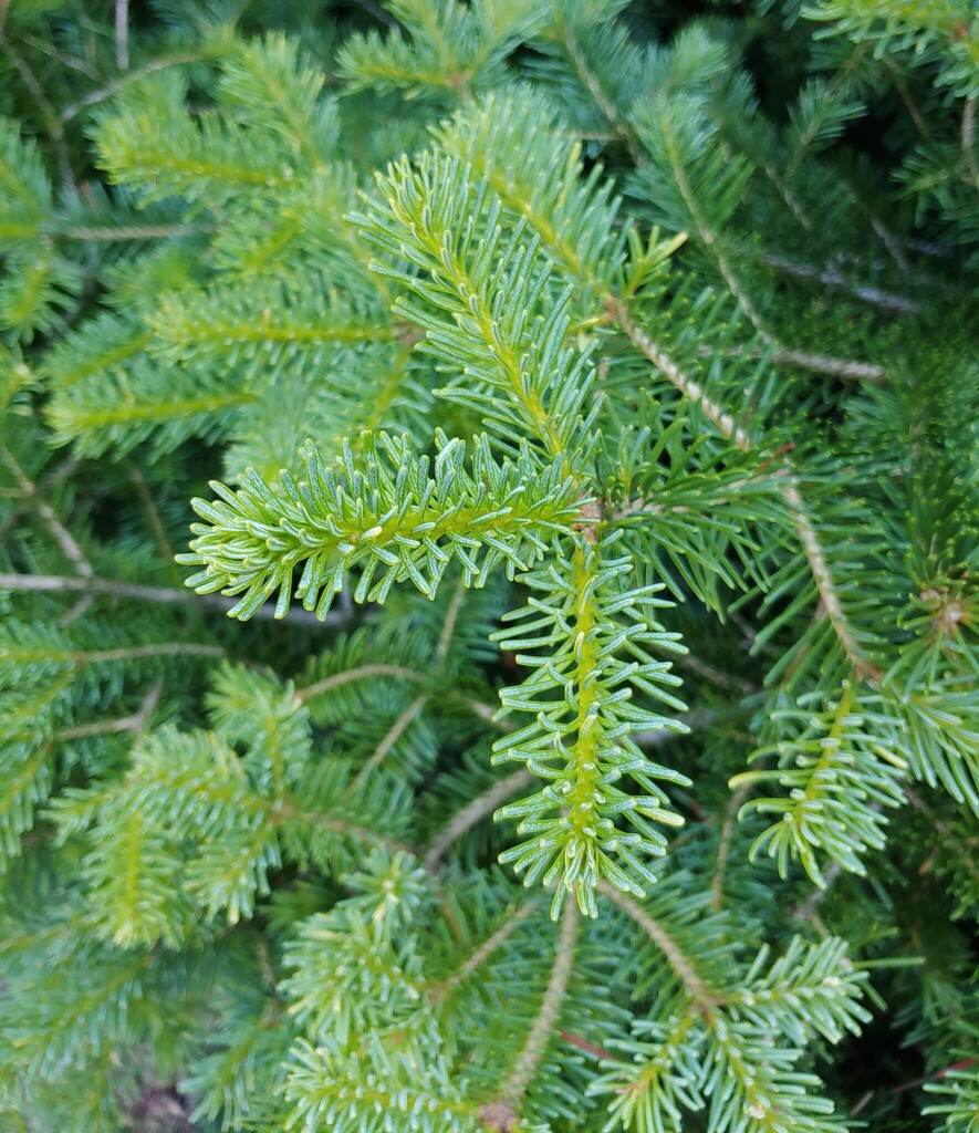 subalpine fir from Glacier County, MT, USA on July 10, 2023 at 10:35 AM ...