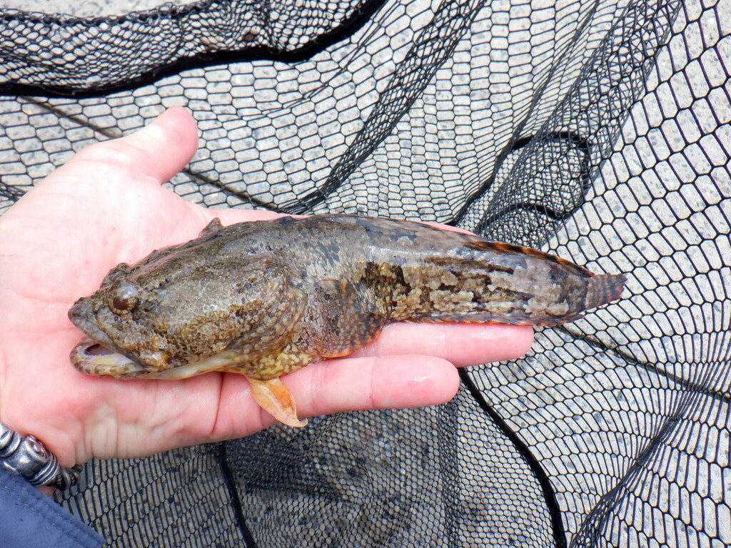 Gulf Toadfish from Panama City, FL, USA on May 24, 2022 at 02:00 PM by ...