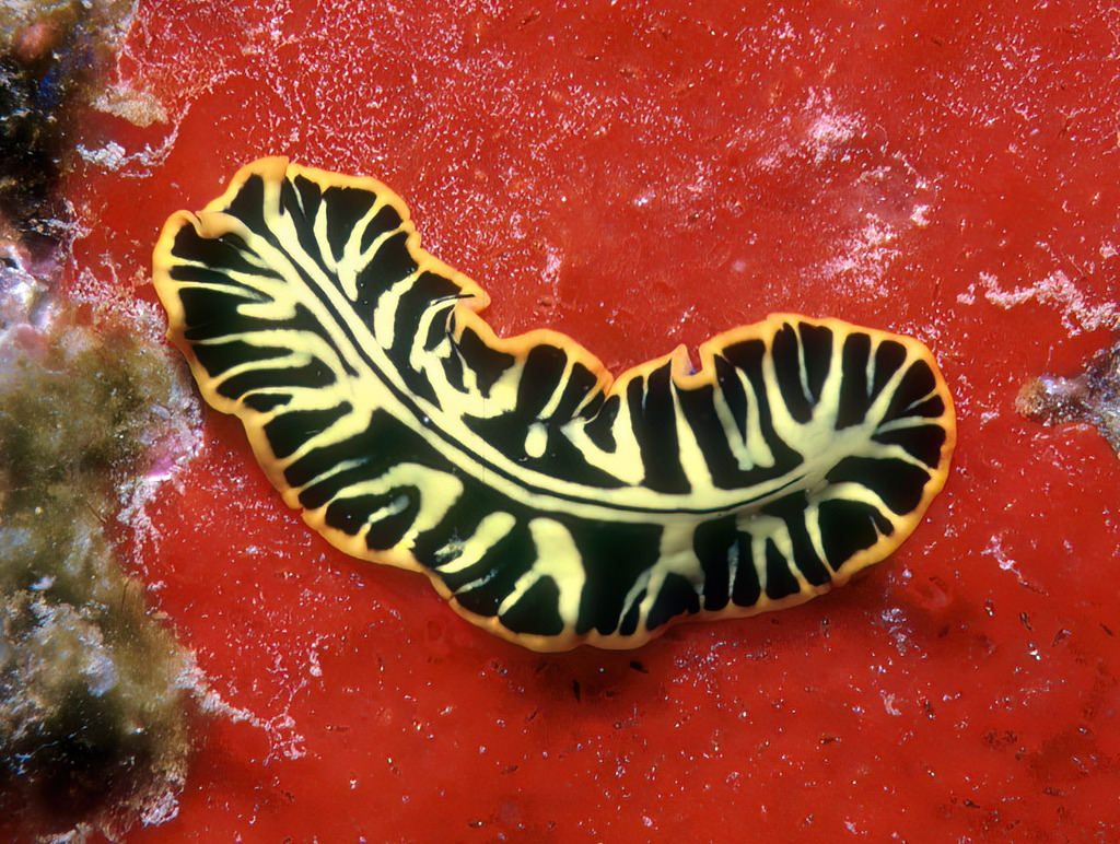 Divided Flatworm from Pupukea, Oahu, Hawaii on August 8, 1977 by uwkwaj ...