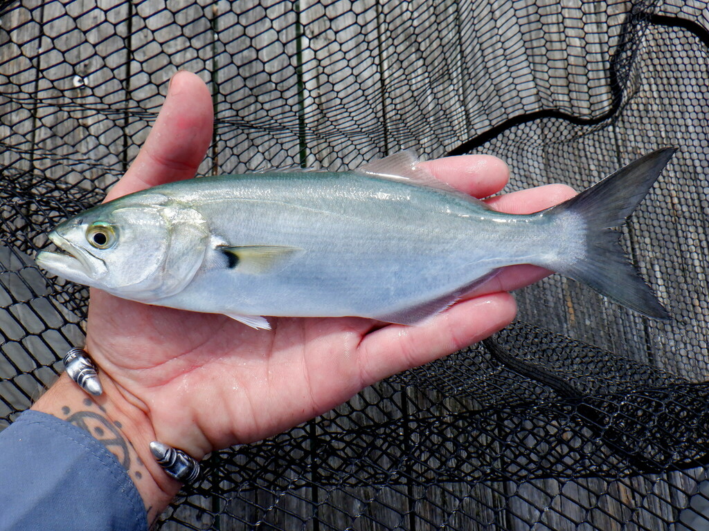 Bluefish from Atlantic City, NJ, USA on September 22, 2021 at 01:51 PM ...