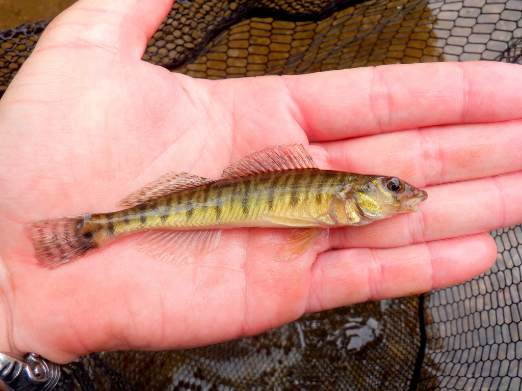 Common Logperch from Union County, OH, USA on May 24, 2021 at 03:12 PM ...