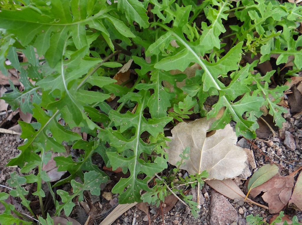 London Rocket (Plants of Lake Mead National Recreation Area) · iNaturalist