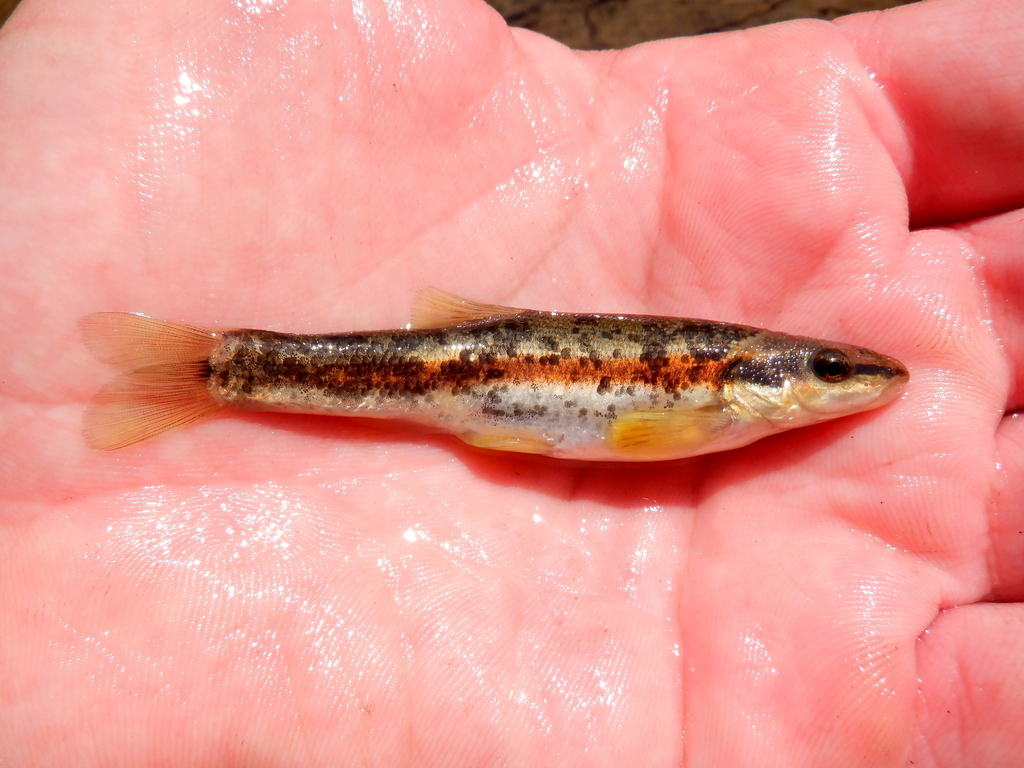 Western Blacknose Dace Scientific Name