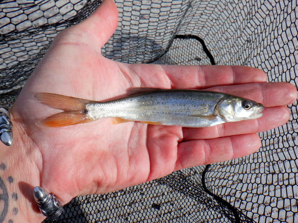 Northern Pikeminnow from Flathead County, MT, USA on October 11, 2021 ...