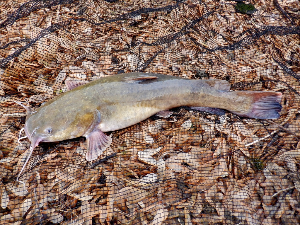 Flathead Catfish from Hamilton County, OH, USA on August 9, 2020 at 07: ...